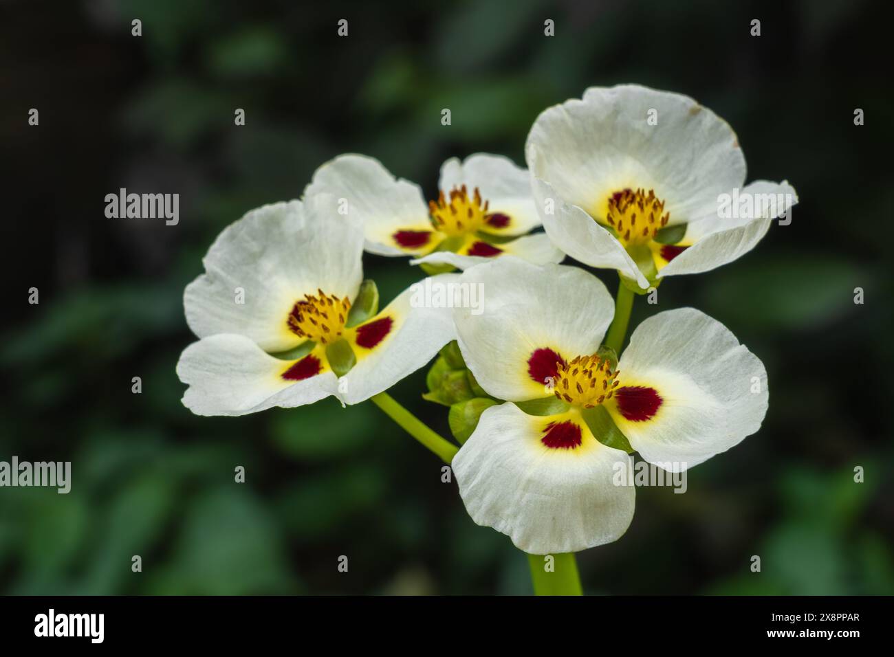 Closeup view of white, yellow and red brown flowers of aquatic plant ...