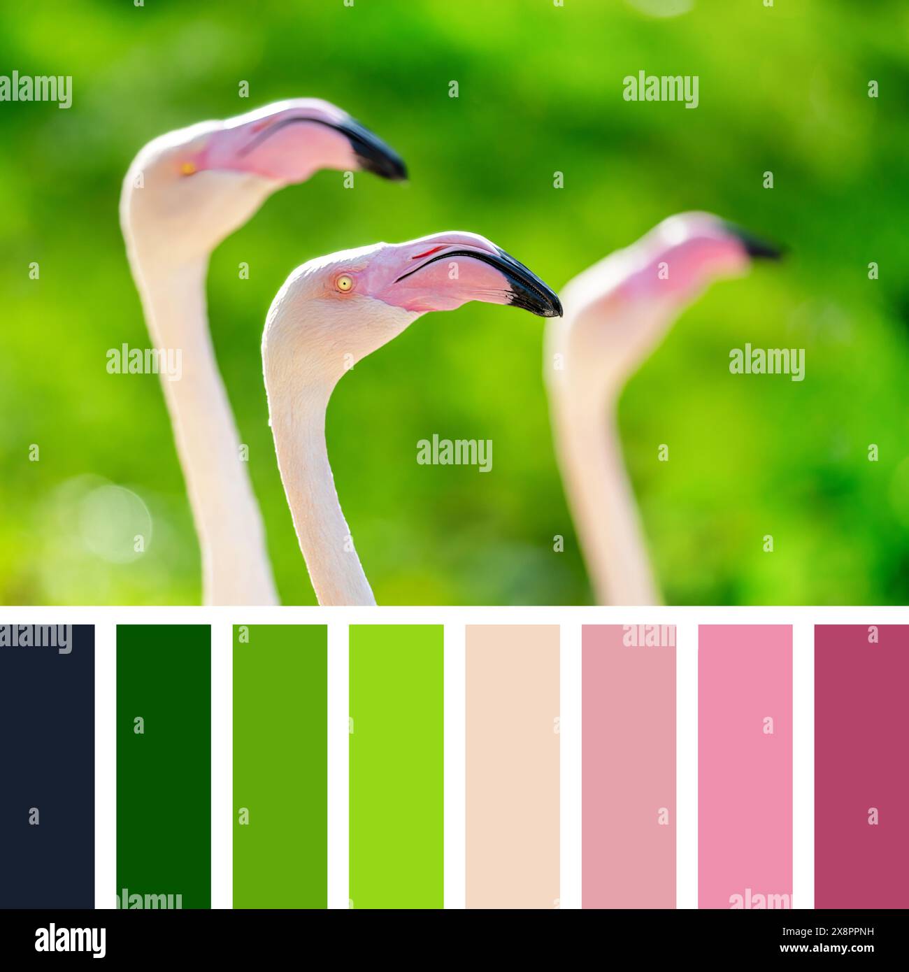 Greater flamingos against a green foliage background. In a colour ...