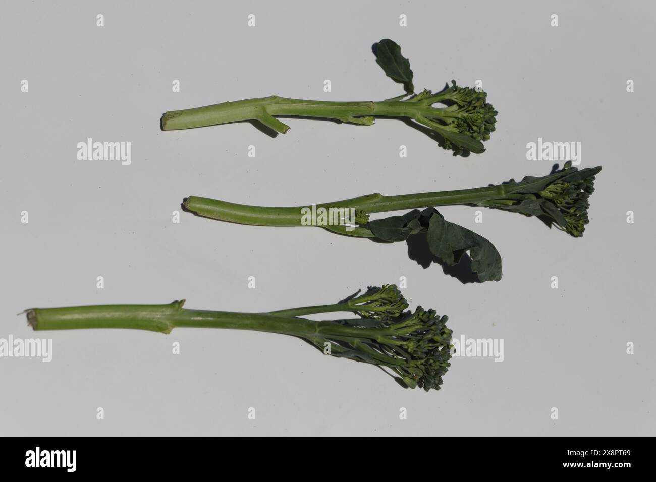 Bimi a new kind of vegetable also known as baby broccoli, asparagus ...