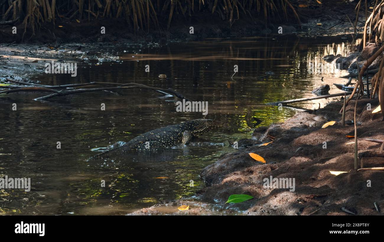 Monitor lizard in tropical jungle. Action. Big wild lizard is walking ...