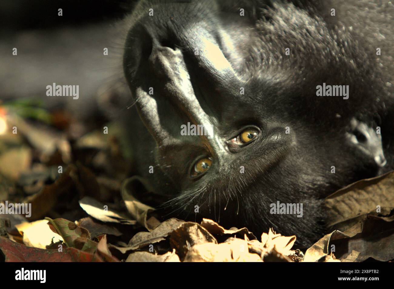 A Sulawesi black-crested macaque (Macaca nigra) lies on the ground in ...