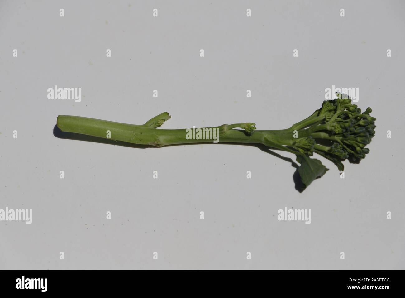 Bimi a new kind of vegetable also known as baby broccoli, asparagus ...