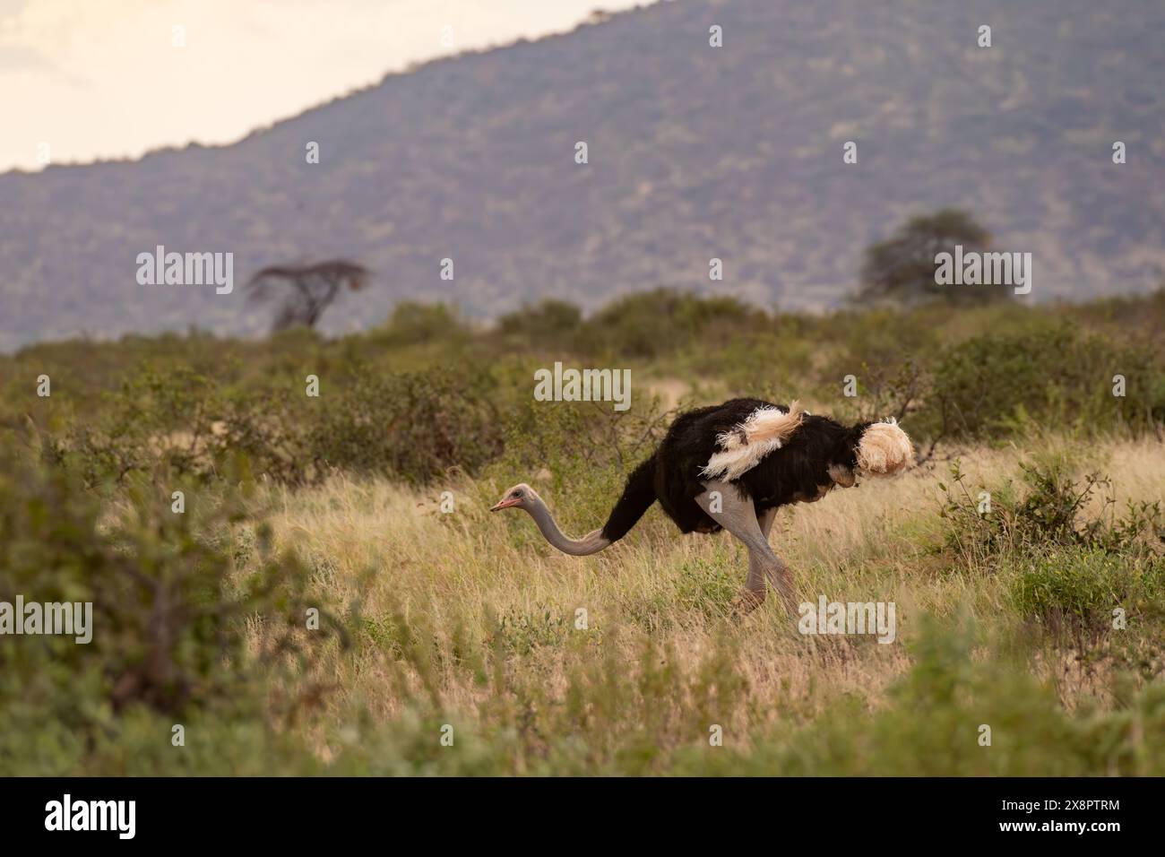 Male of Somali ostrich, Struthio molybdophanes, Struthionidae, Buffalo ...