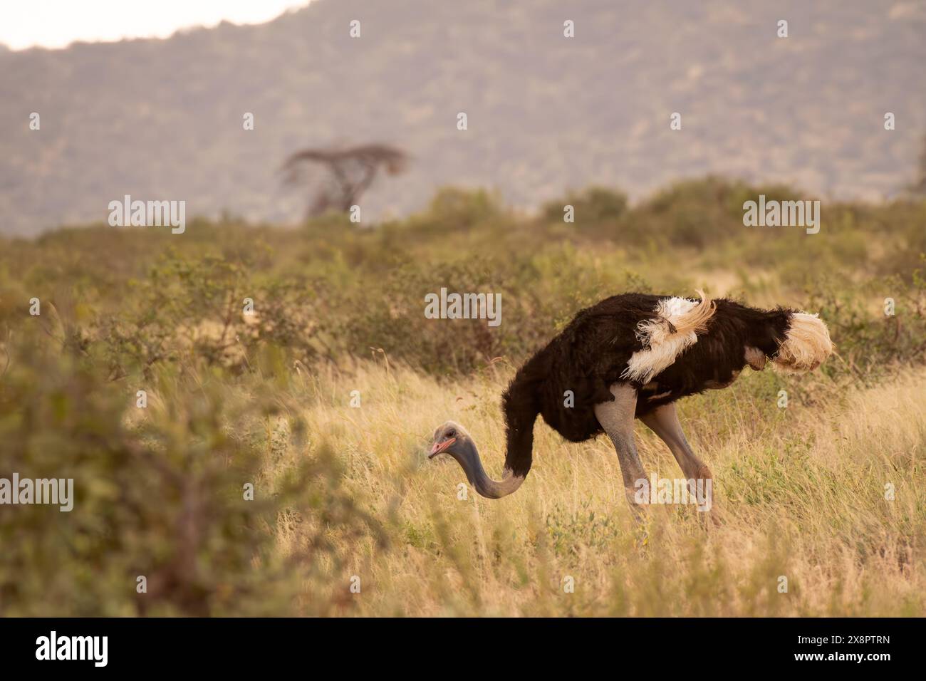 Male of Somali ostrich, Struthio molybdophanes, Struthionidae, Buffalo ...