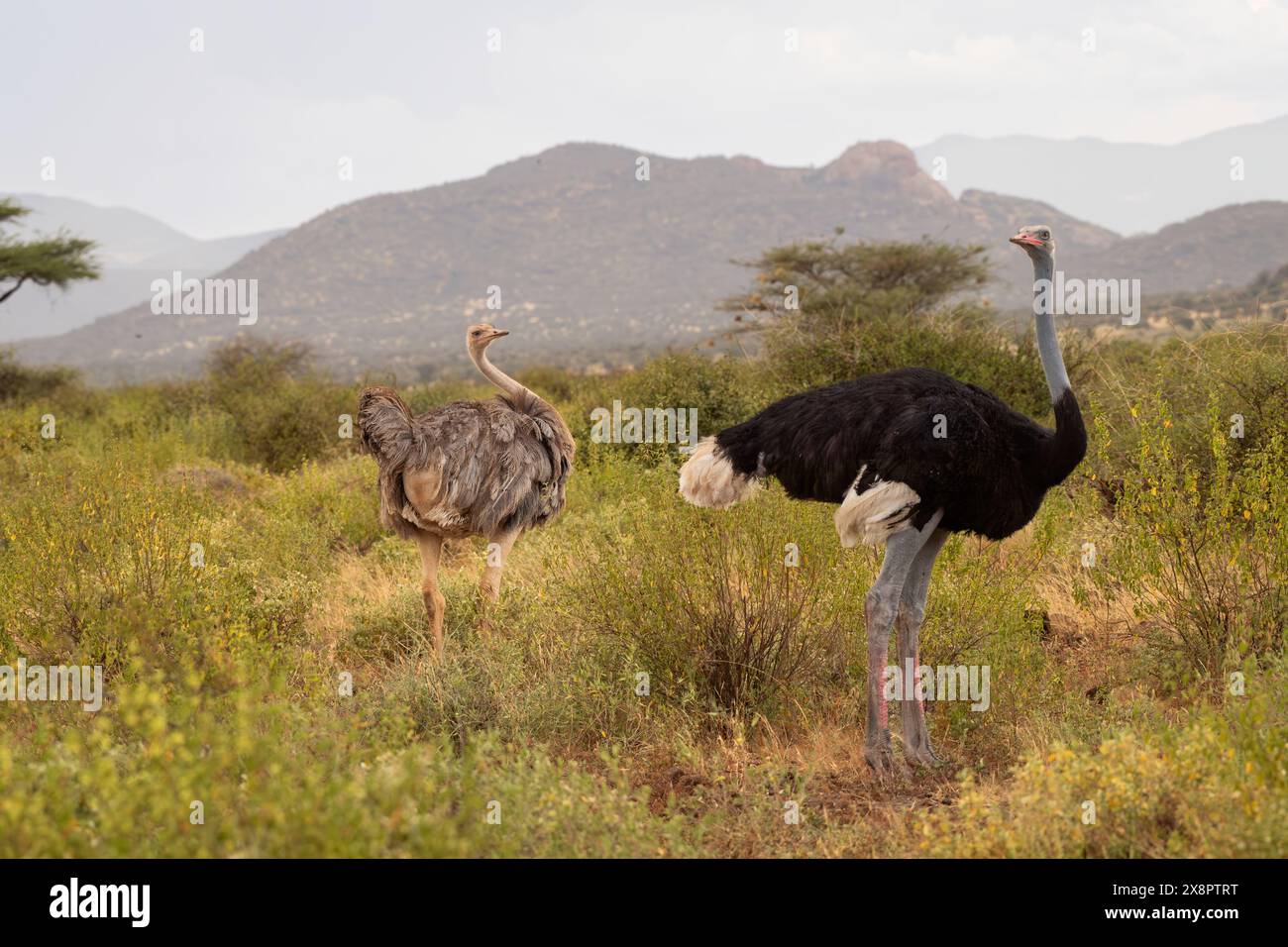 Male and female of Somali ostrich, Struthio molybdophanes, Struthionidae, Buffalo Spring Reserve ...