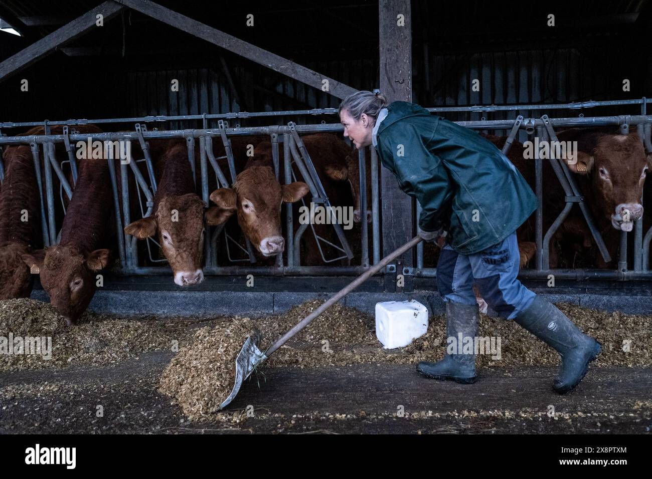Adeline feeding hay to Limousin cows in a barn in Cotes-d Armor ...