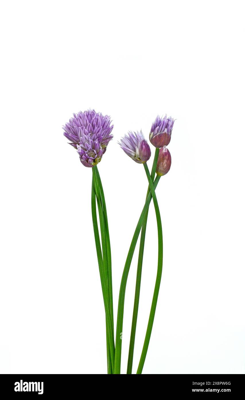 Wild chive on white hi-res stock photography and images - Alamy