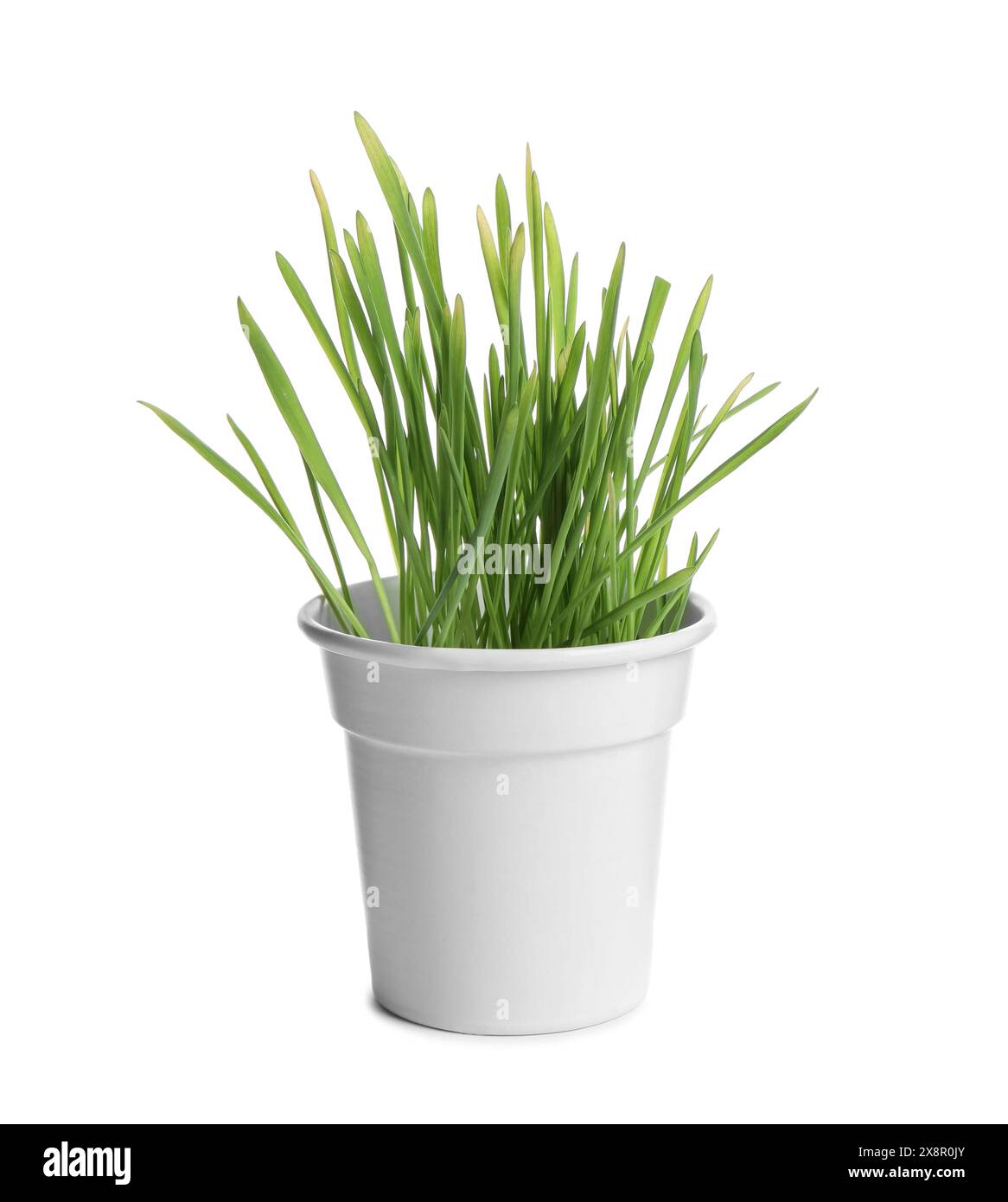 Grass in pot hi-res stock photography and images - Alamy