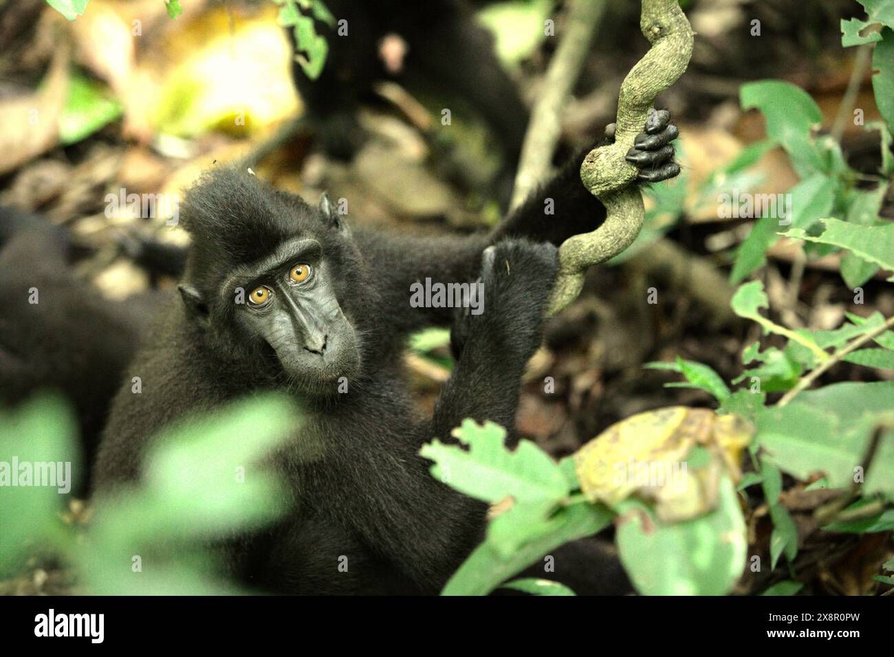 Portrait of a Sulawesi black-crested macaque (Macaca nigra) in Tangkoko ...