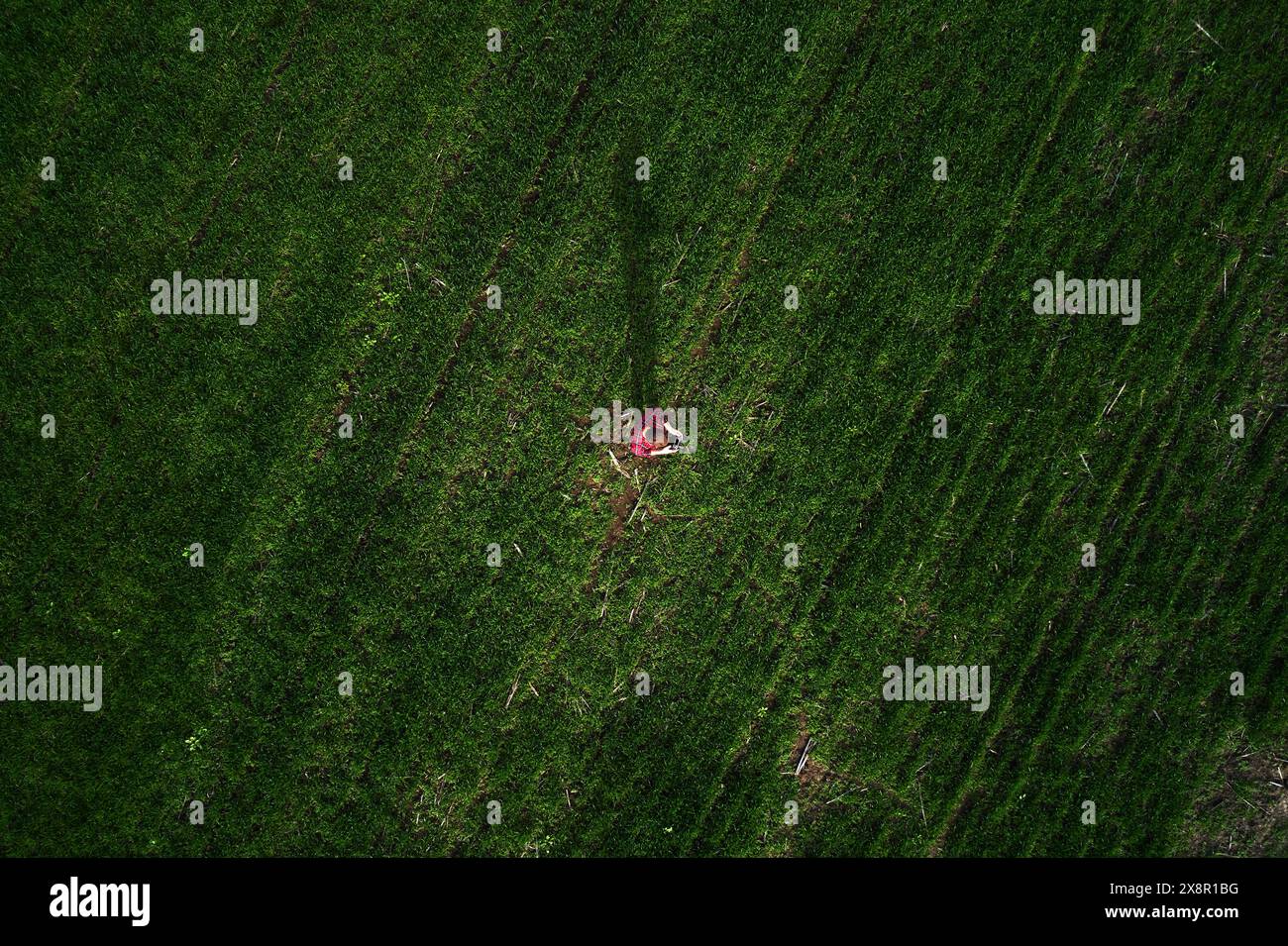 Aerial view of farmer holding drone remote controller in wheat seedling ...