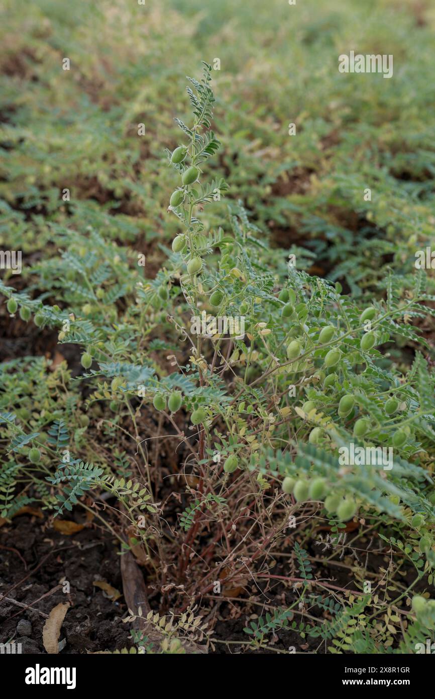 Indian chickpeas Farming , green and fresh chickpeas Stock Photo - Alamy