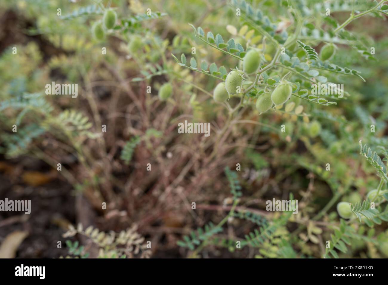 Indian chickpeas Farming , green and fresh chickpeas Stock Photo - Alamy