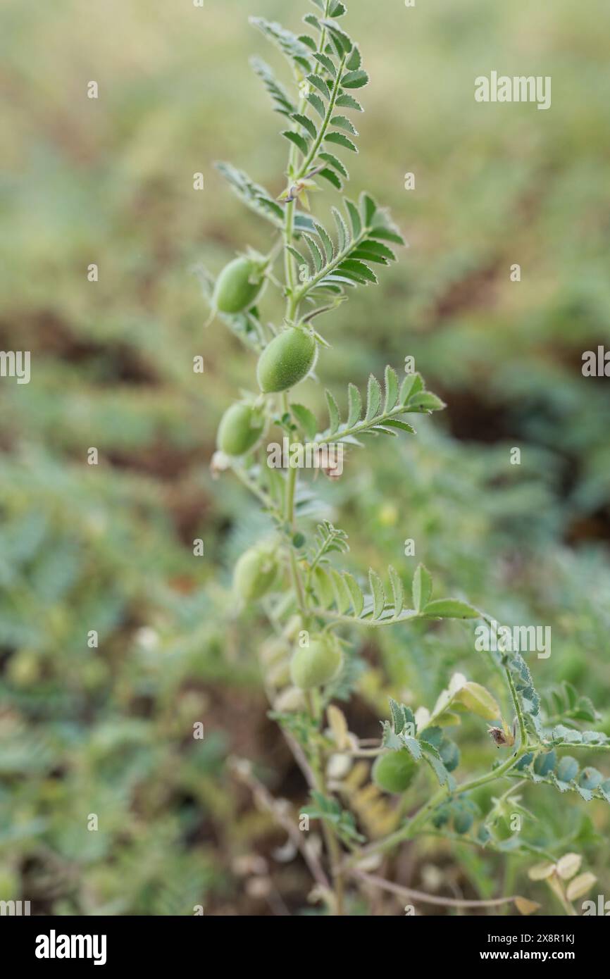 Indian chickpeas Farming , green and fresh chickpeas Stock Photo - Alamy