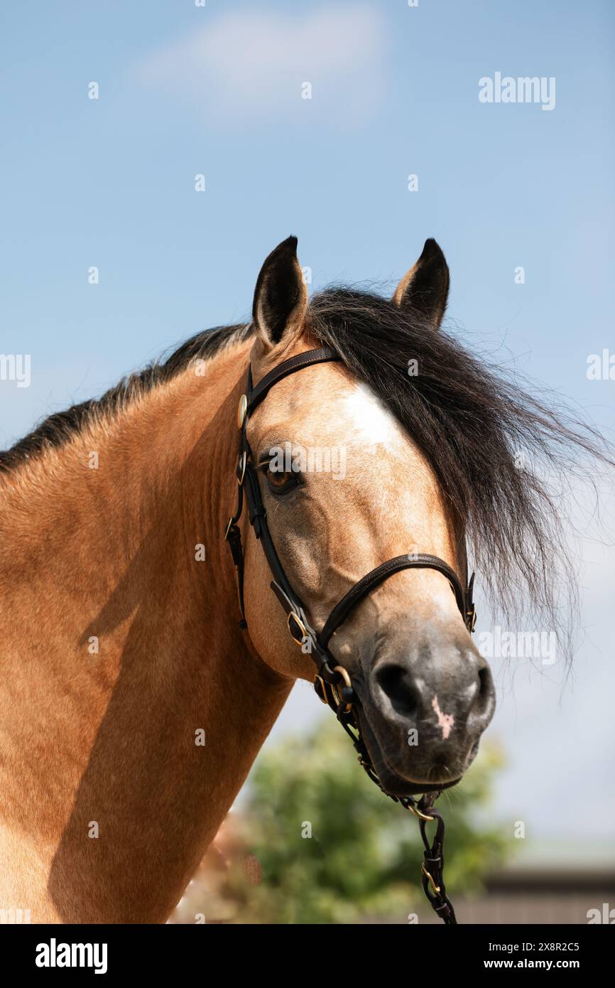 Pony head image hi-res stock photography and images - Alamy