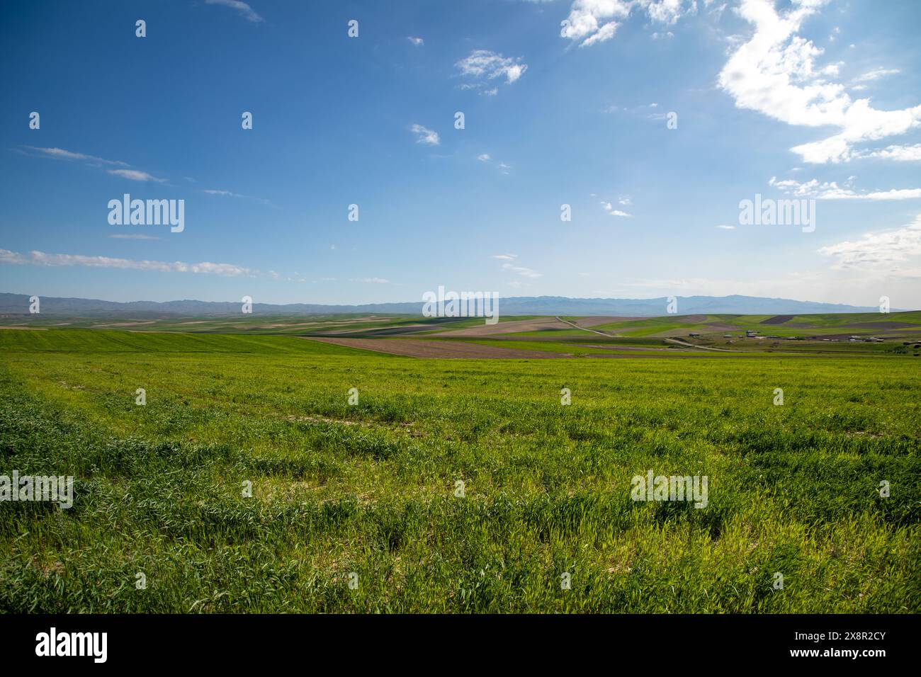 Large open field hi-res stock photography and images - Alamy