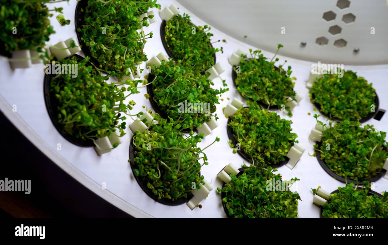 Hydroponic plants farm rotating with special lighting. Media. Eco ...