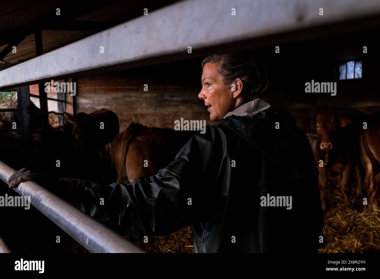 Adeline stands in a barn with Limousin cattle on the Gaec du Bois au Be ...