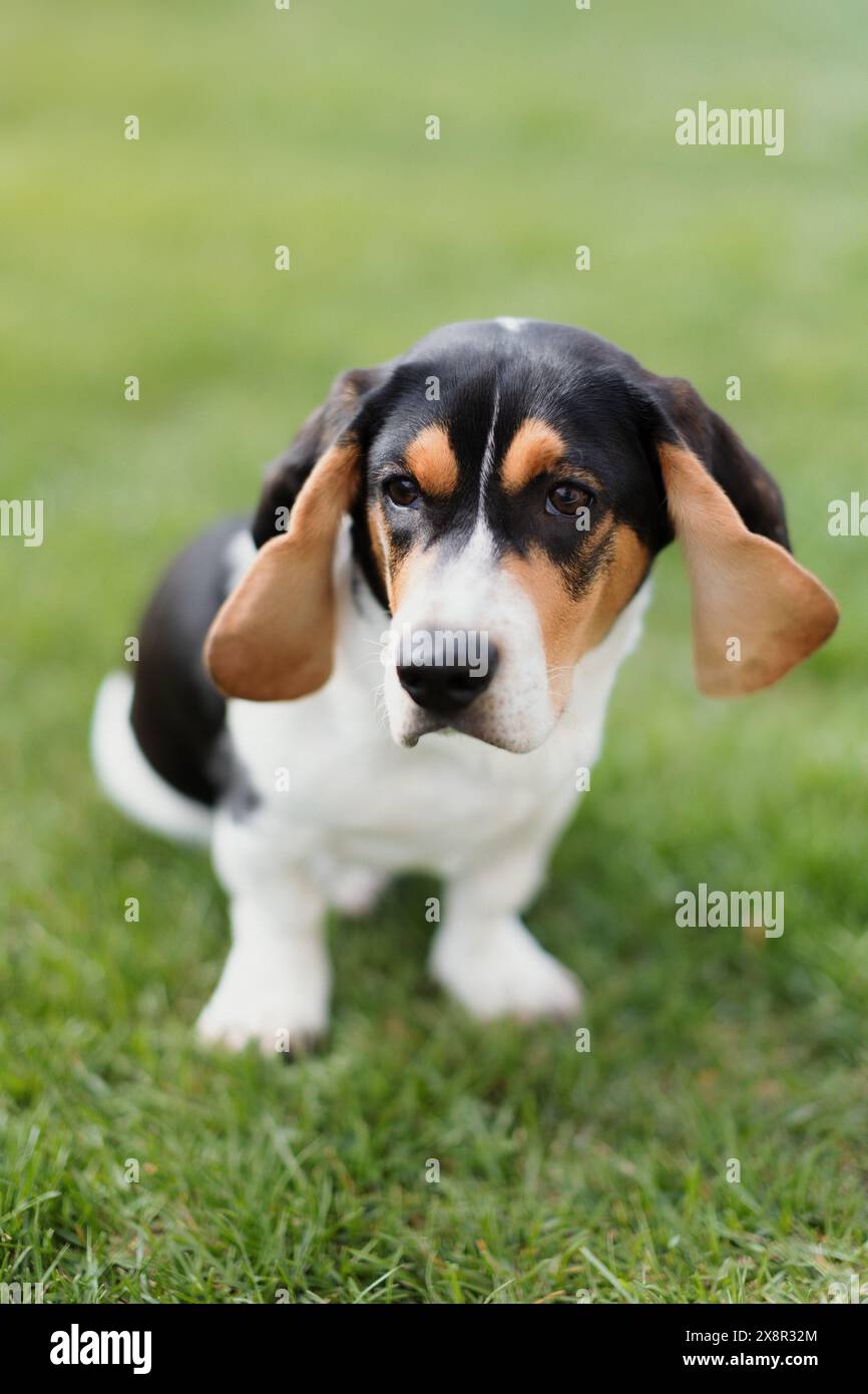 Adorable beagle puppy sitting on grass, looking curious Stock Photo - Alamy
