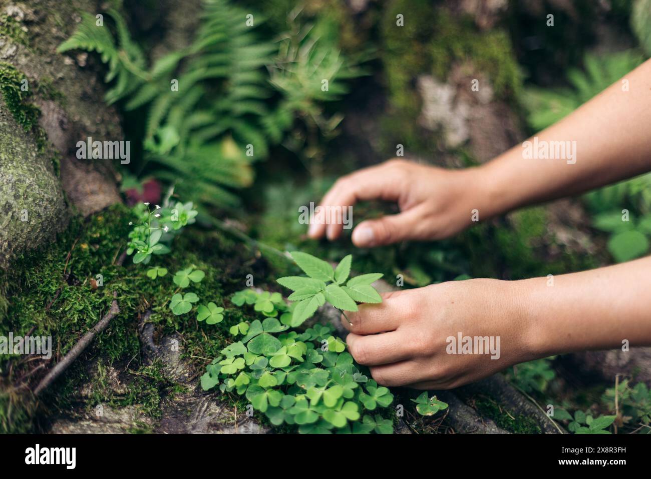 Human interacting with nature hi-res stock photography and images - Alamy