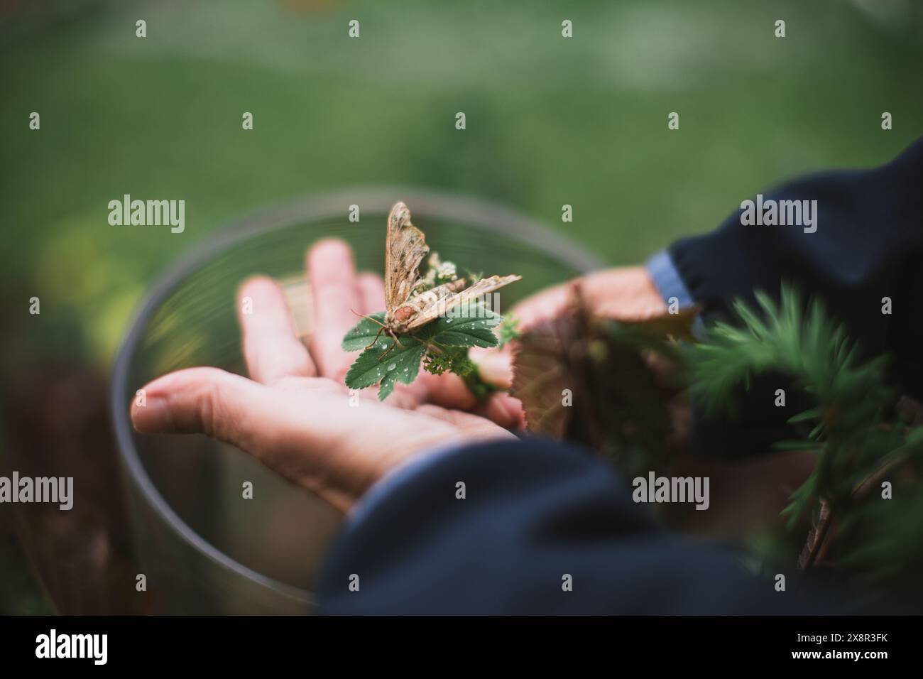 Human butterfly interaction hi-res stock photography and images - Alamy