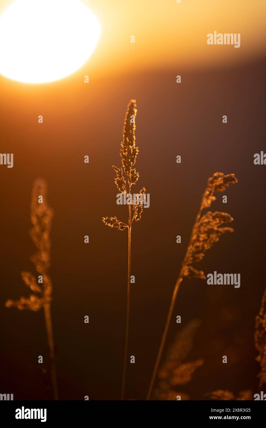 Sunlight casting soft glow scene hi-res stock photography and images ...