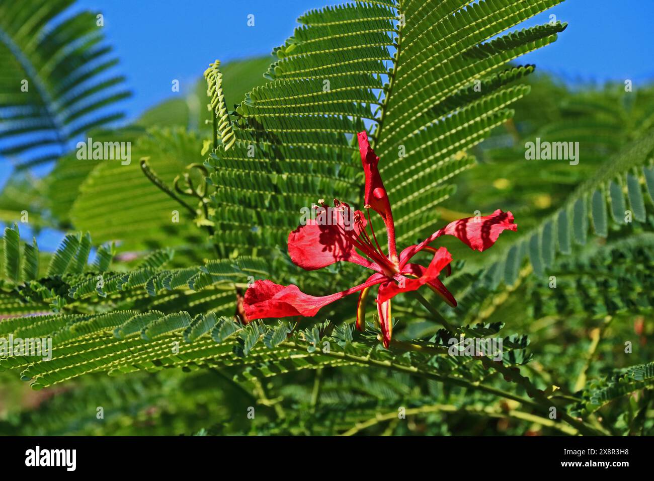 Delonix Regia, Flame tree flower Stock Photo - Alamy