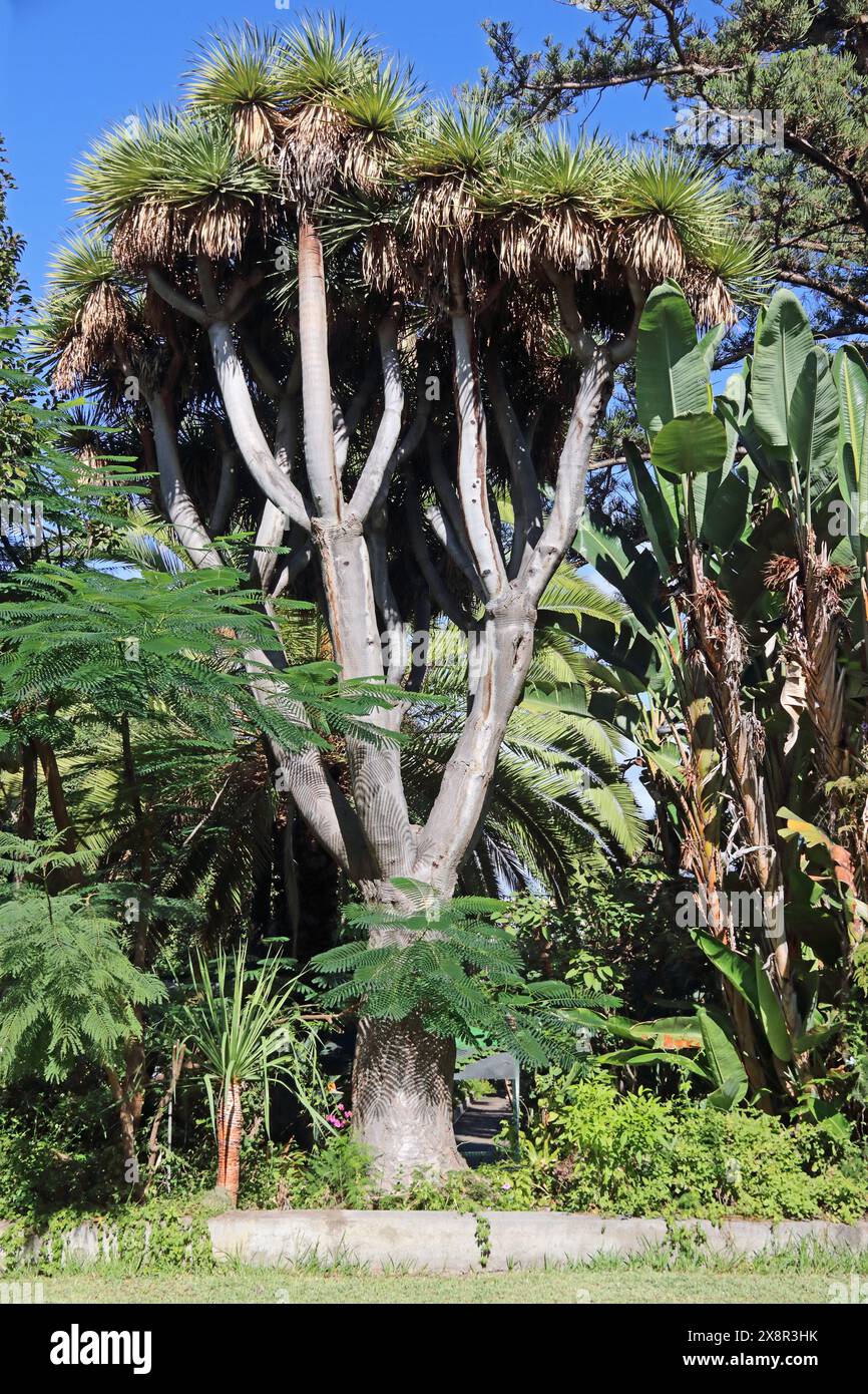 Dragon tree garden hi-res stock photography and images - Alamy