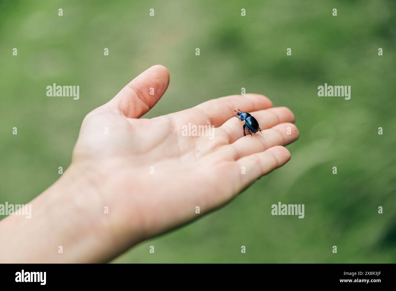 Hand holding a small beetle in a natural setting Stock Photo - Alamy