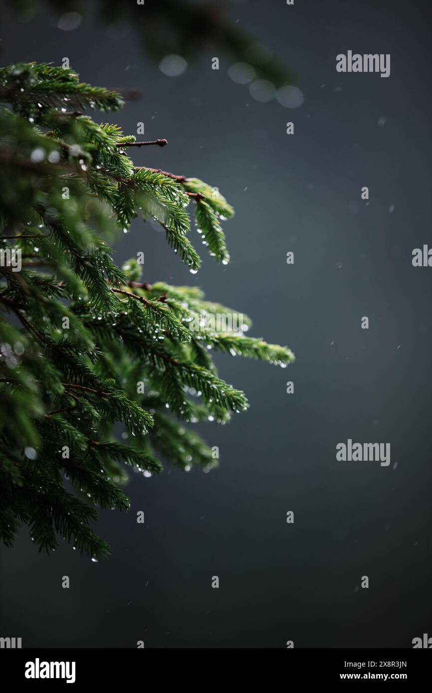 Fresh rain droplets glistening on vibrant green pine branches Stock ...