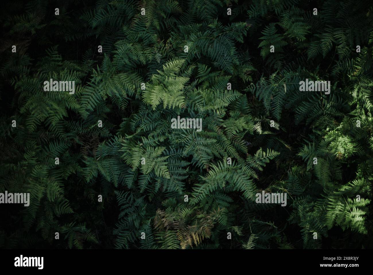 Lush tropical ferns foliage hi-res stock photography and images - Alamy