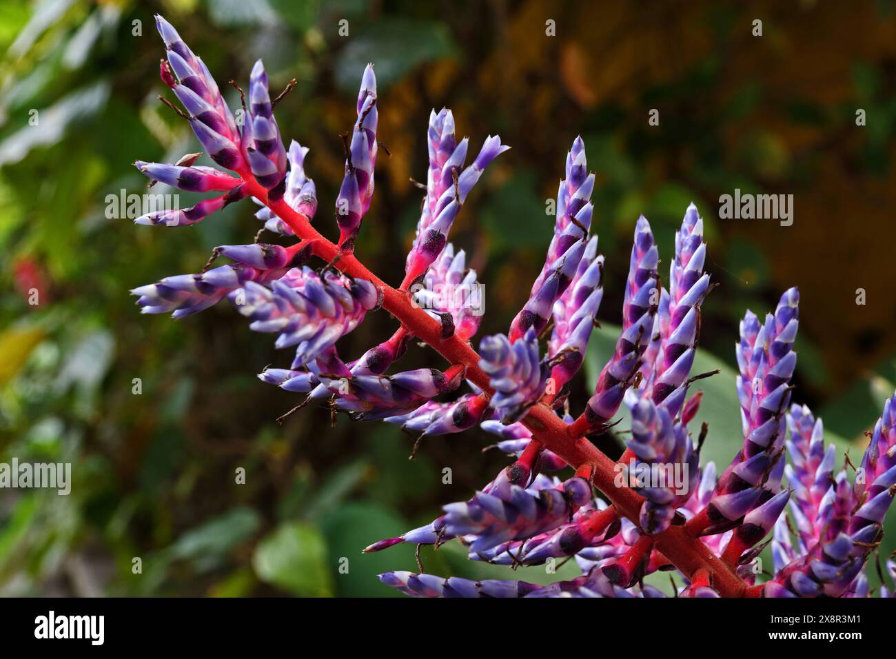 Aechmea "Blue Tango", Bromeliad flowers Stock Photo - Alamy