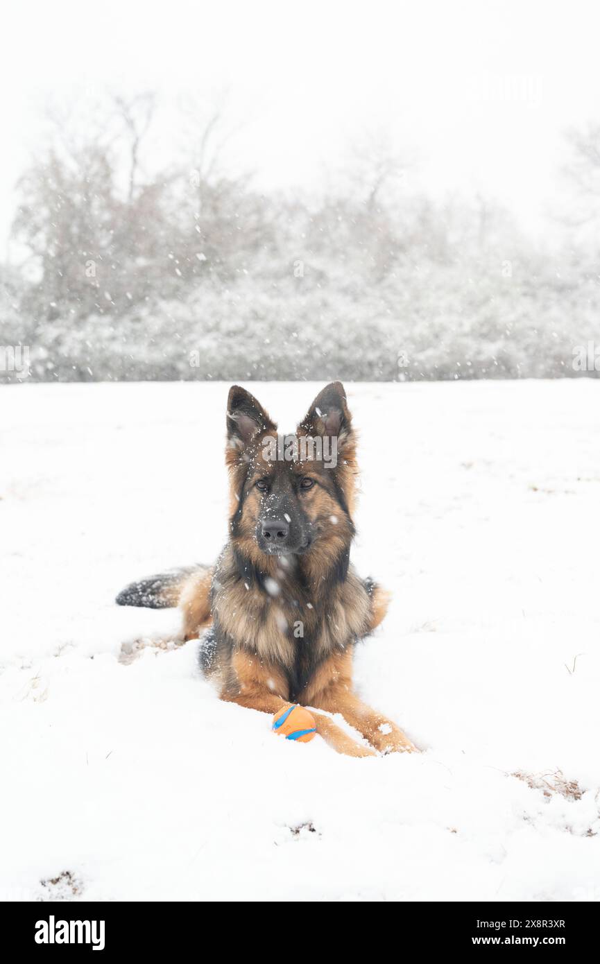German shepherd ball hi-res stock photography and images - Alamy