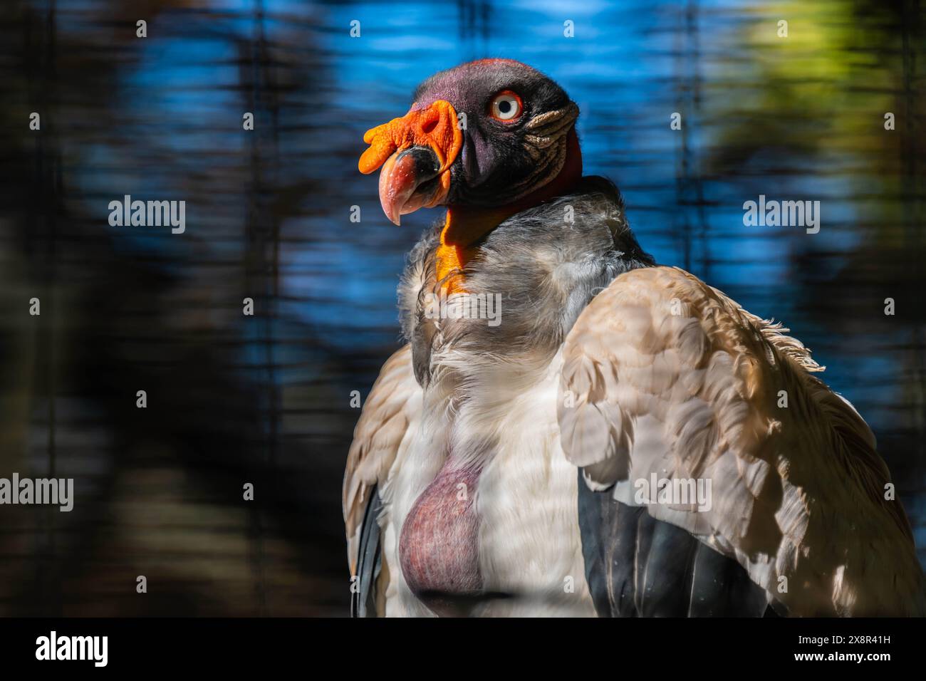 A large King Vulture in Tucson, Arizona Stock Photo - Alamy