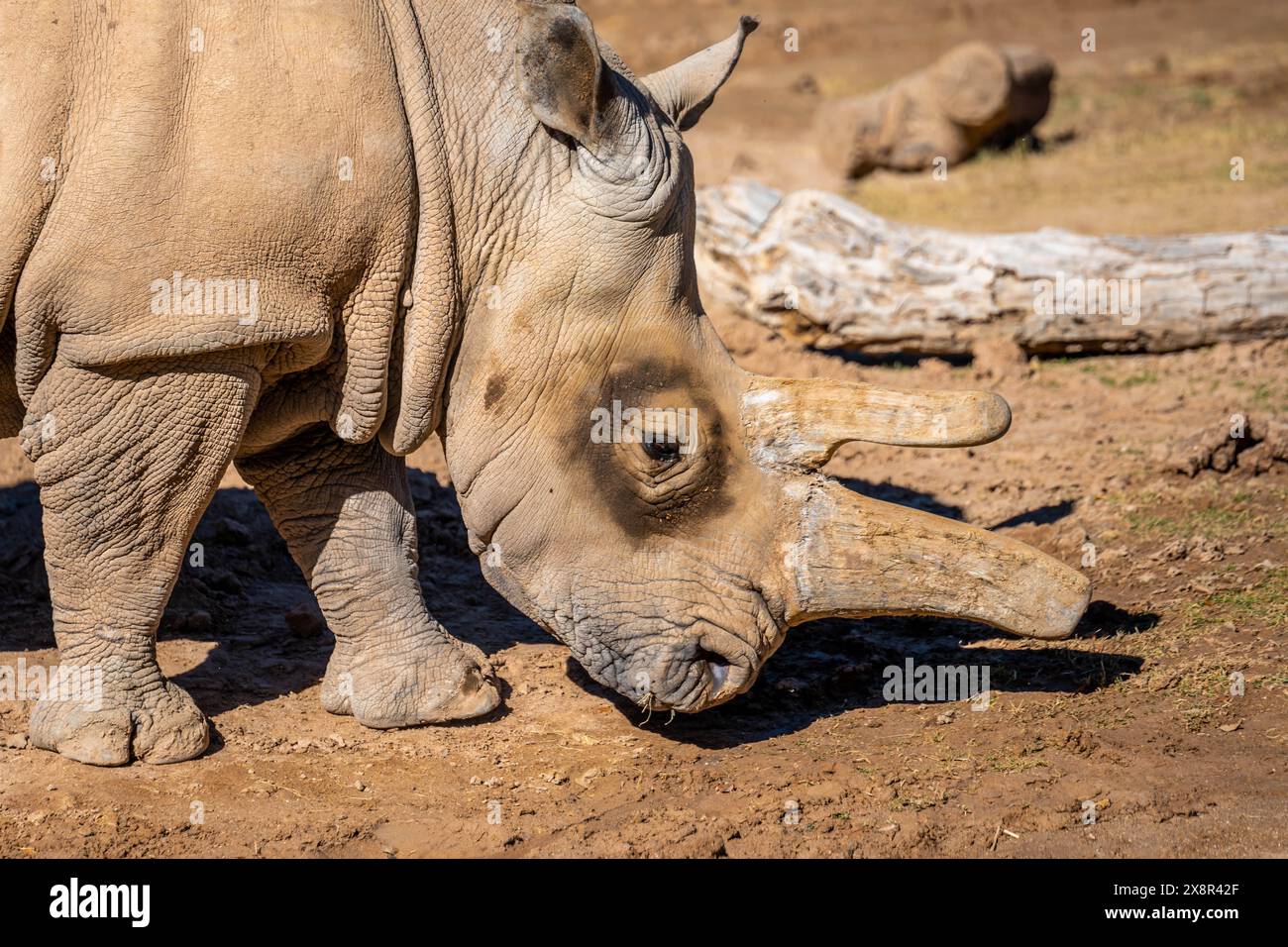 A Southern White Rhinoceros in Tucson, Arizona Stock Photo - Alamy