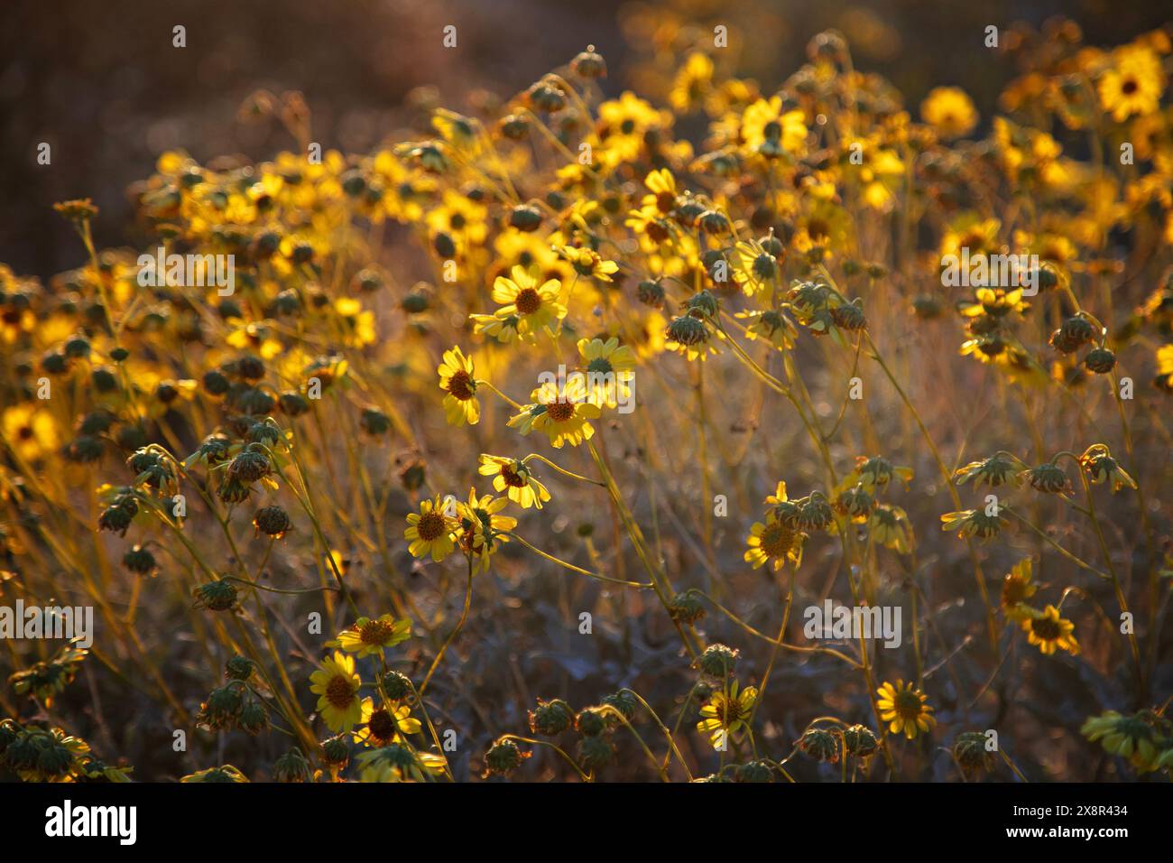 Sustainable desert habitat hi-res stock photography and images - Alamy