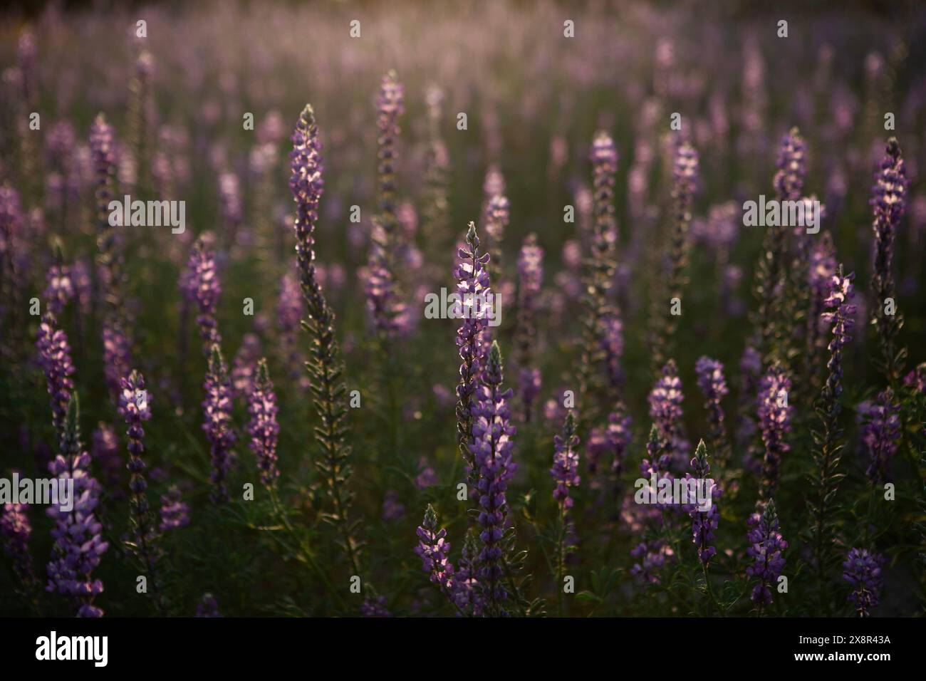 Golden lupine hi-res stock photography and images - Alamy