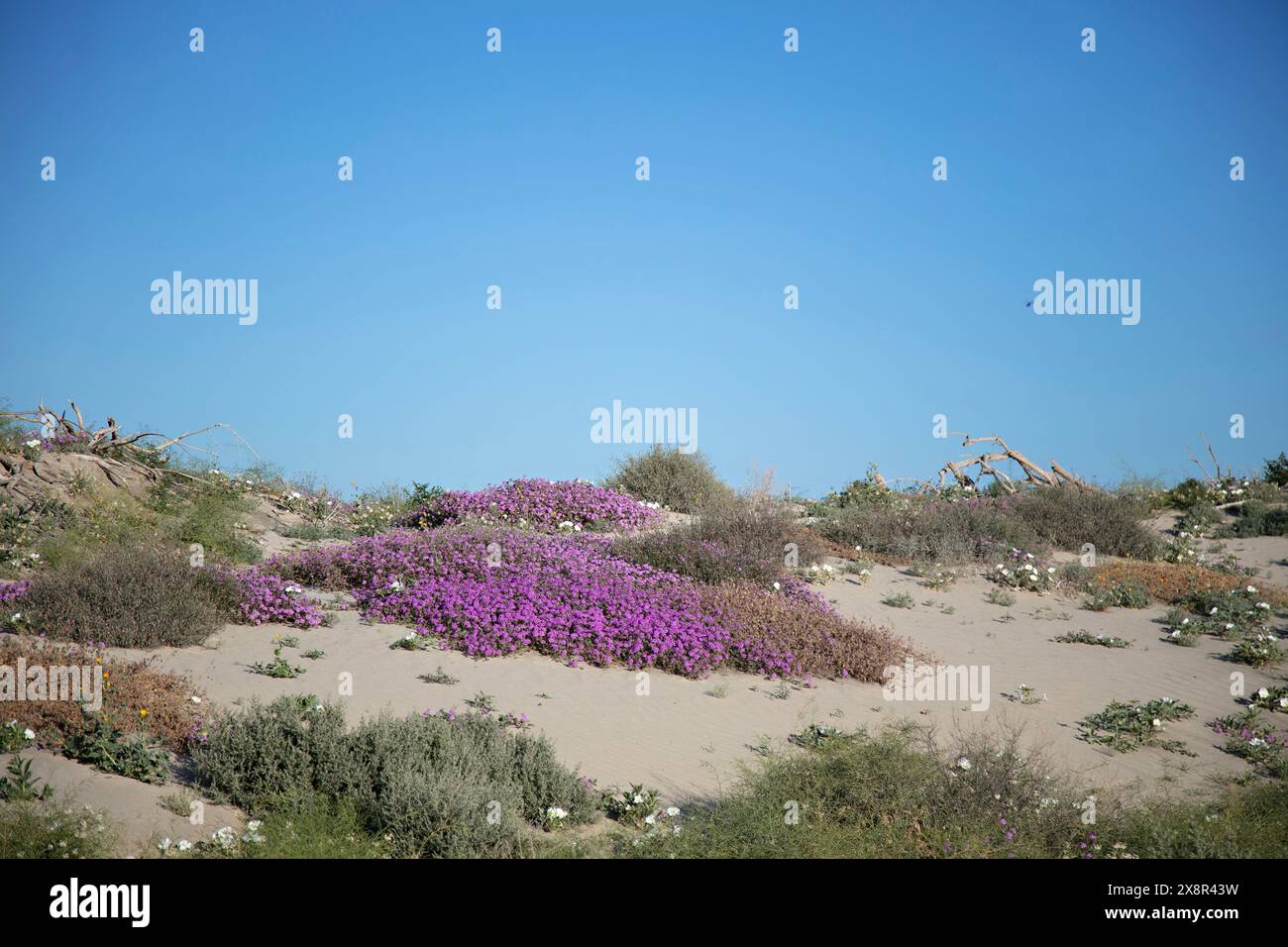 Purple verbena blooms on sandy desert dunes, clear sky Stock Photo - Alamy