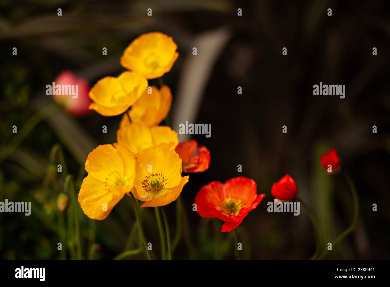 Vibrant Icelandic poppies in bloom Stock Photo - Alamy