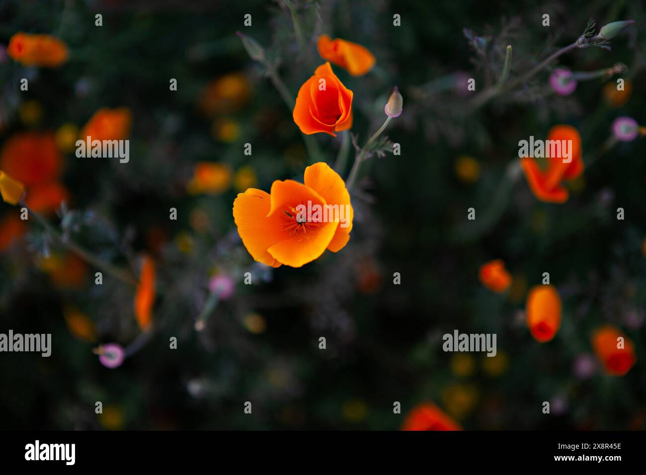 California poppy closeup hi-res stock photography and images - Alamy
