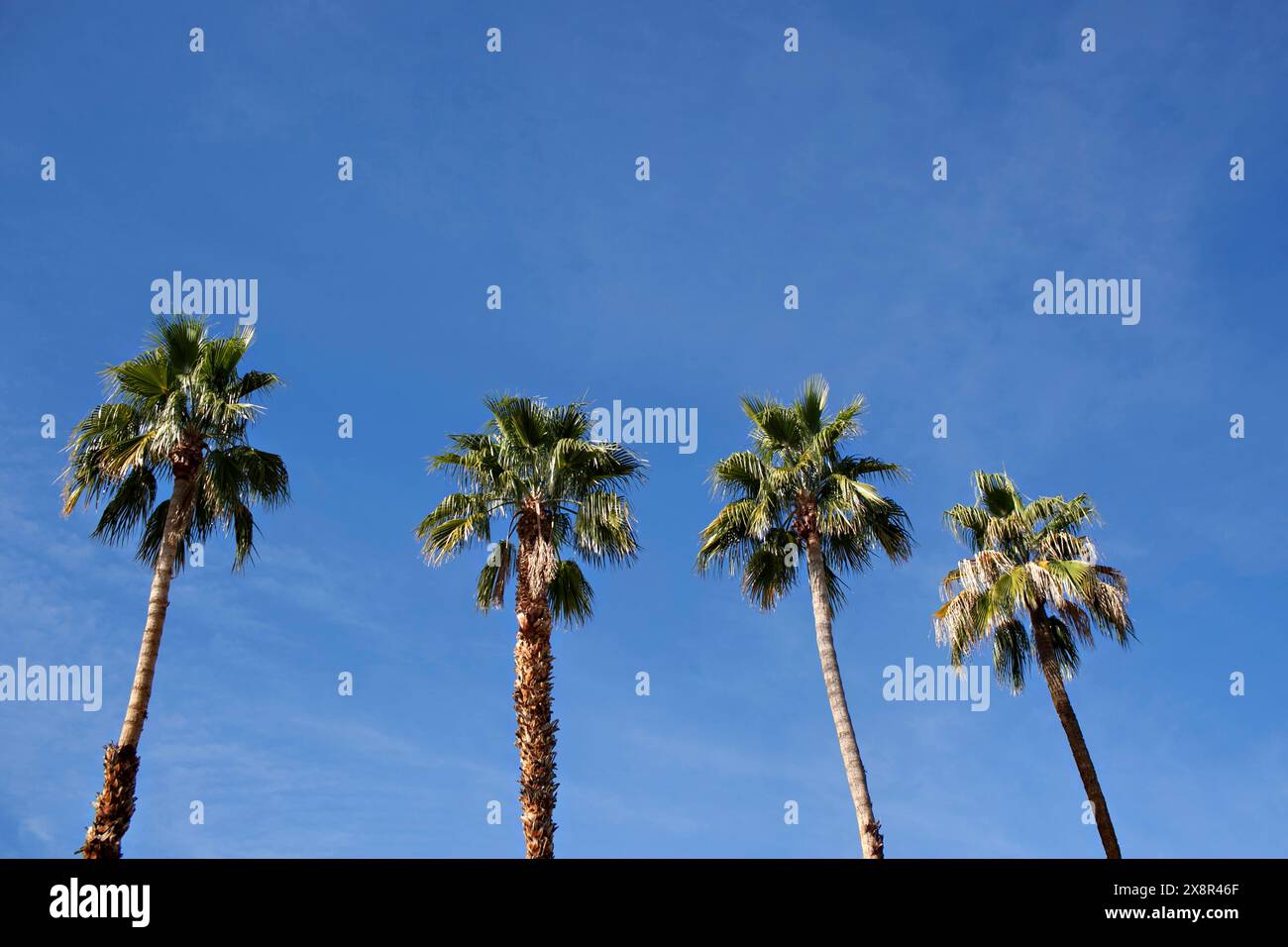 Four palm trees against brilliant blue desert sky Stock Photo - Alamy
