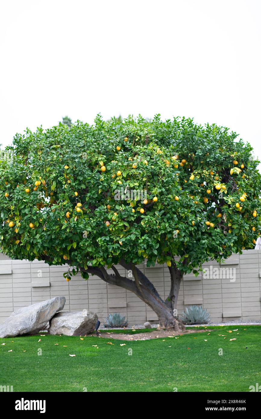Lush lemon tree laden with ripe fruit in a garden setting Stock Photo ...
