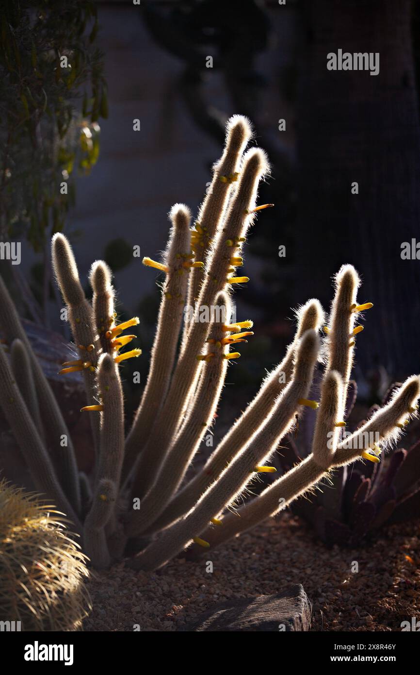 Fuzzy textured plants hi-res stock photography and images - Alamy
