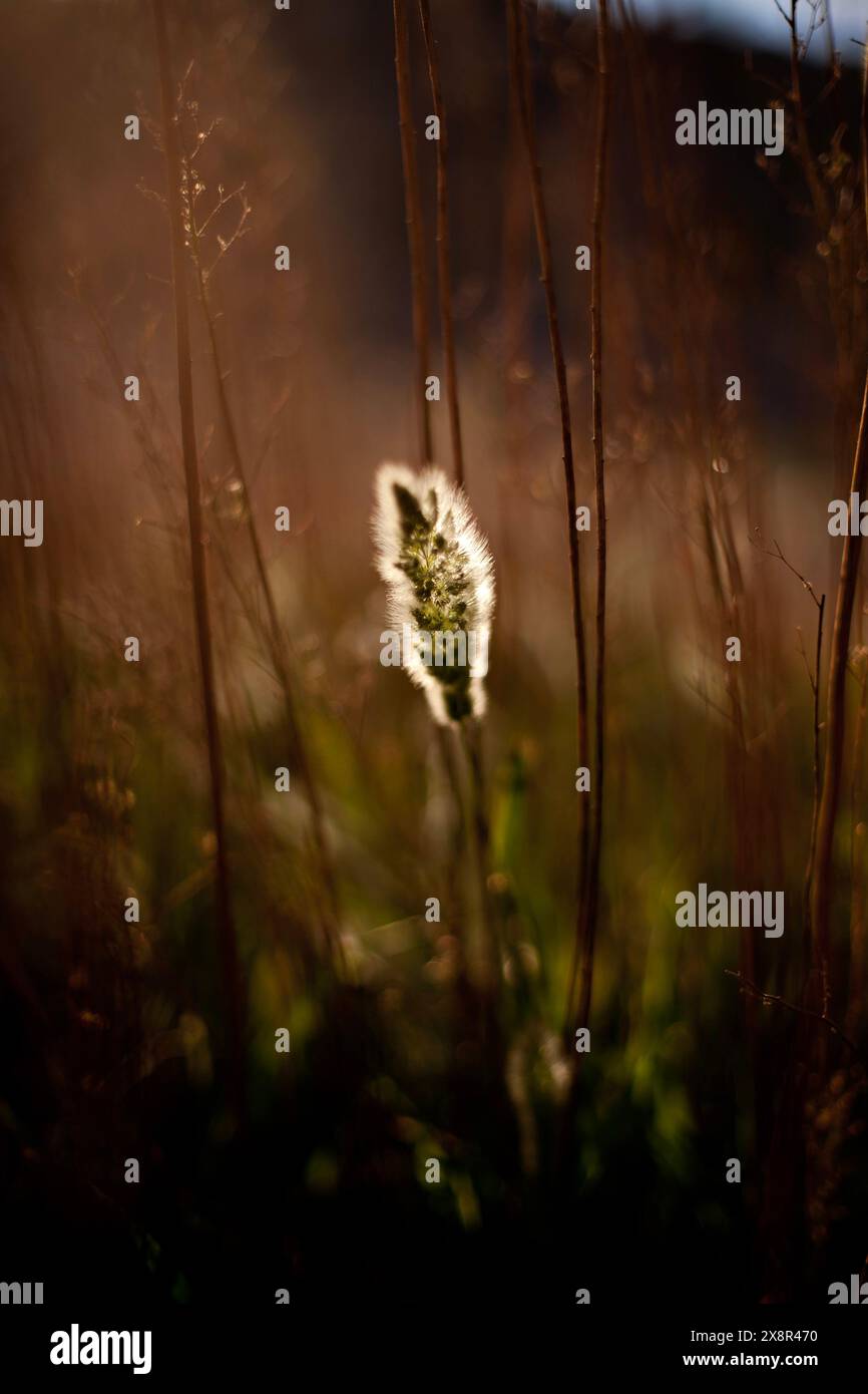 Fuzzy plant illuminated by golden sunset light Stock Photo - Alamy