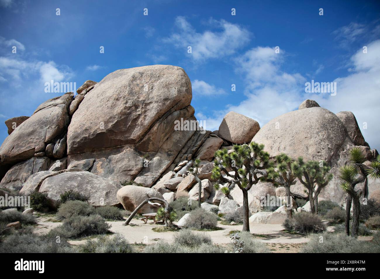 Backdrop of sparse trees hi-res stock photography and images - Alamy