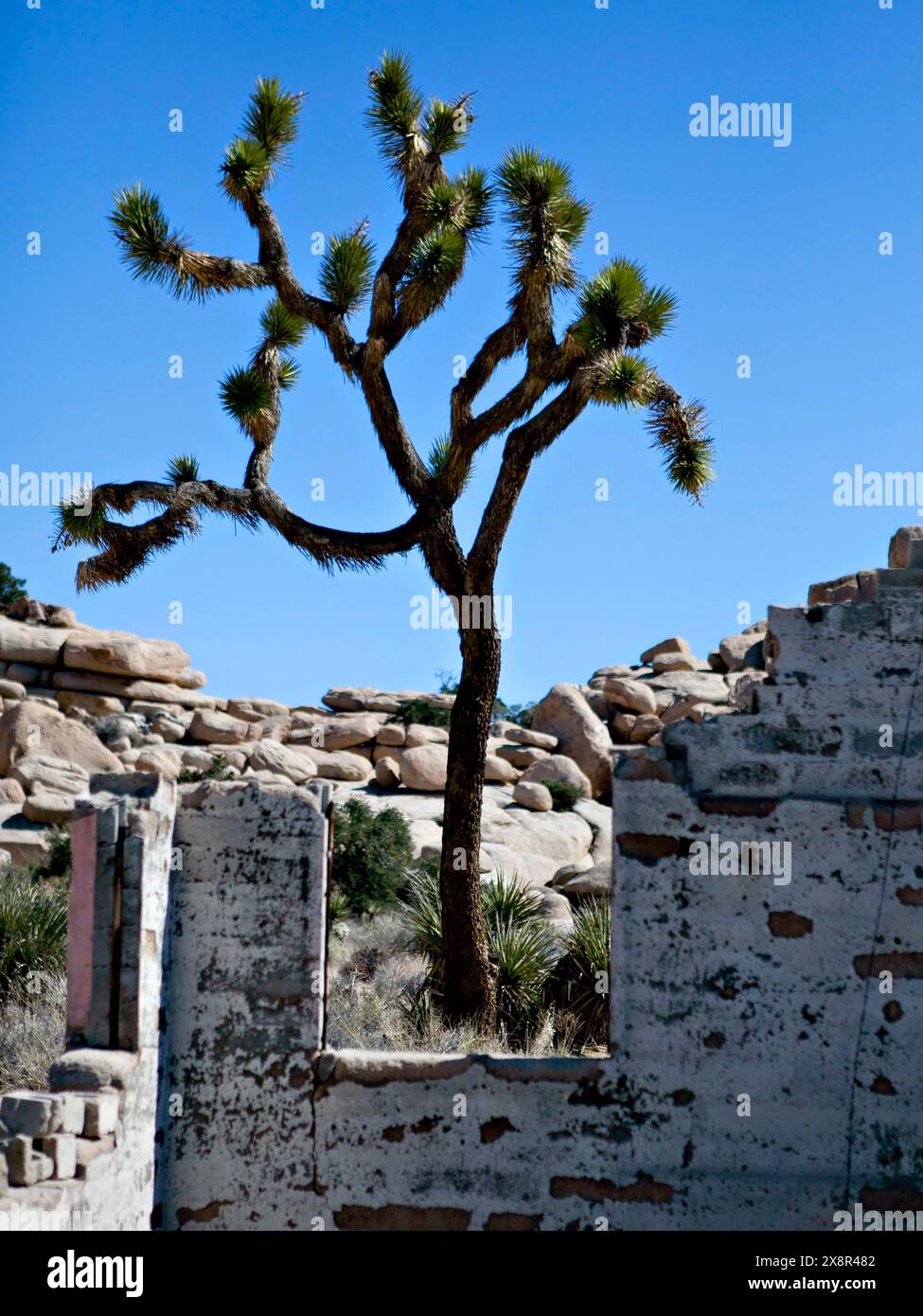 Joshua tree framed by ancient ruins in rocky desert Stock Photo - Alamy
