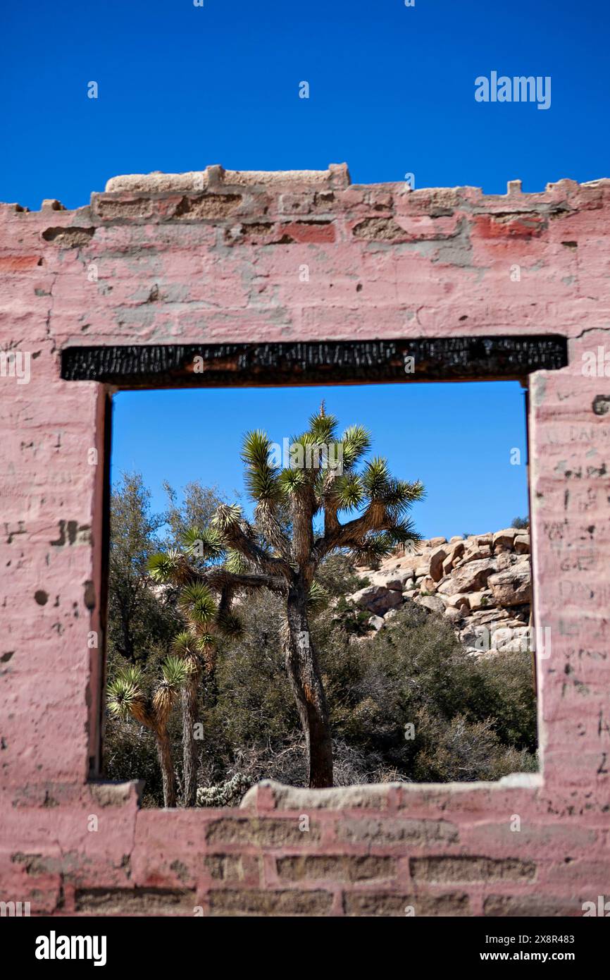 Joshua tree viewed through a weathered pink window frame Stock Photo ...