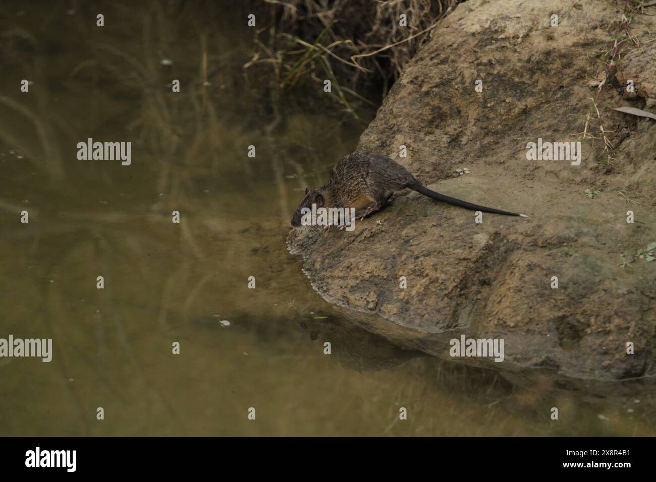 Rakali (Australian water rat) on the banks of the Murray River Stock ...