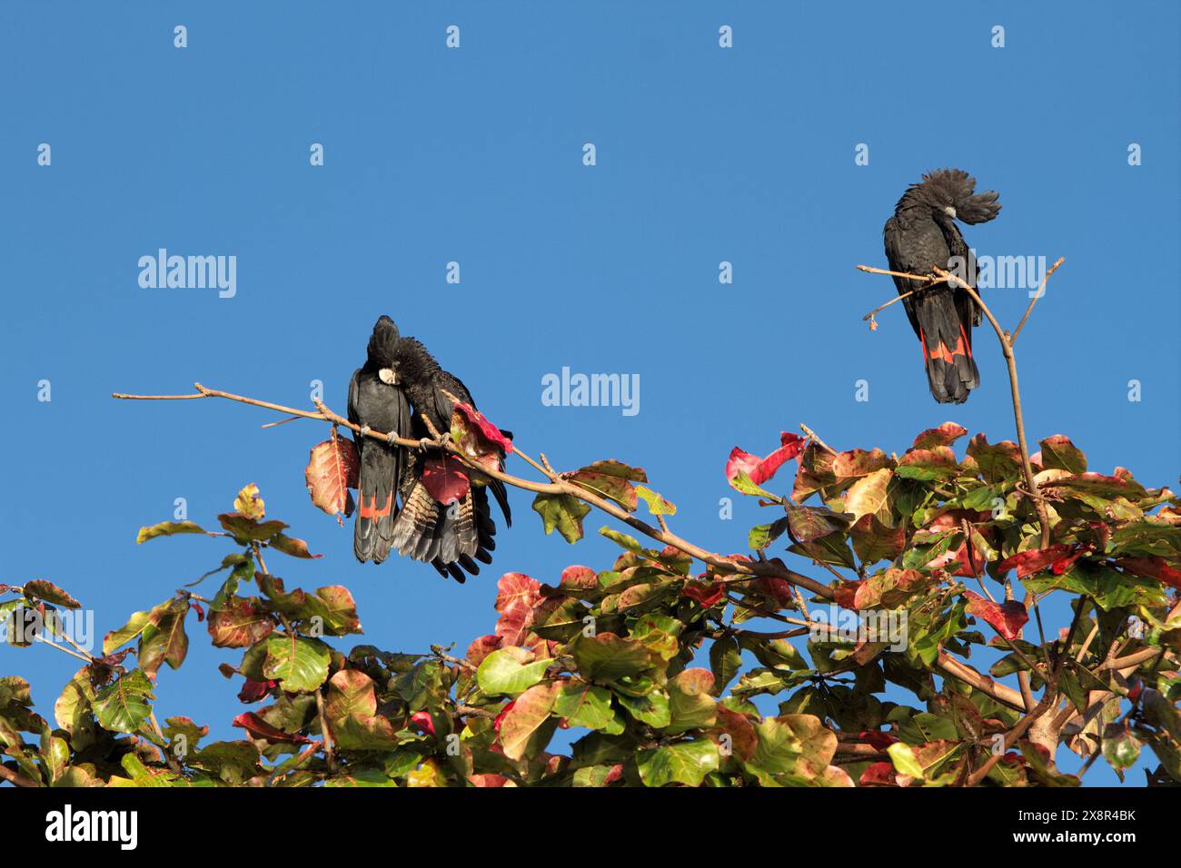 Red-tailed black cockatoos in a tree Stock Photo - Alamy