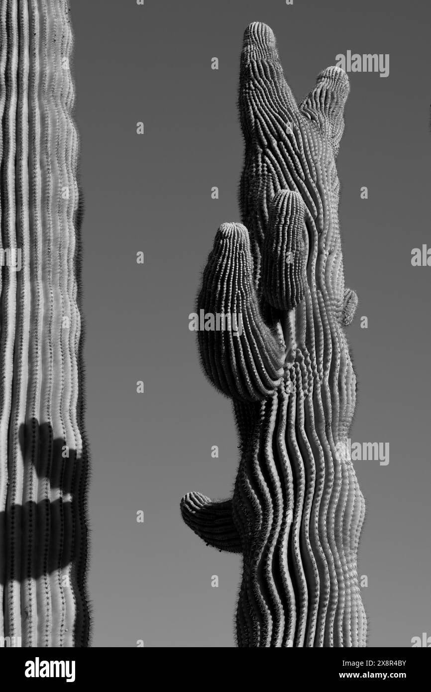 Carnegiea gigantea (saguaro) Black and White Stock Photos & Images - Alamy