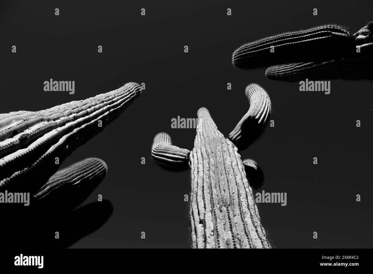 Saguaro Cactus in Phoenix, Arizona Stock Photo - Alamy